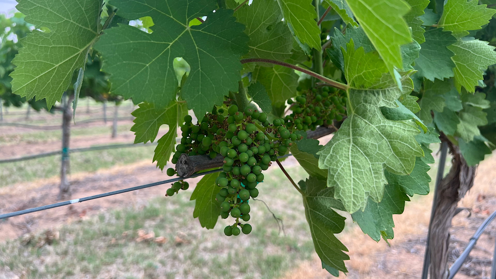 The Lifecycle of a Grape vine - Fruit Set | Heath Family Brands